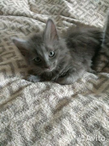 Отдадим котенка