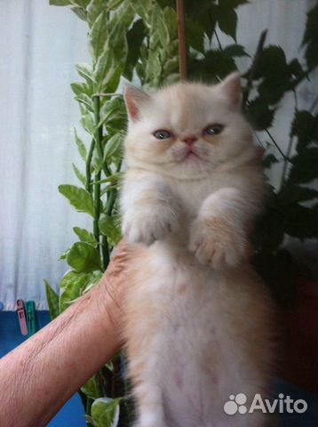 Продаётся котёнок
