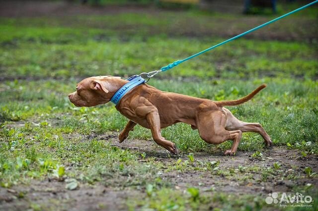 Щенки питбуля из питомника