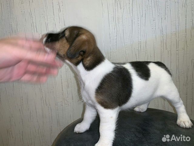 Щенки Джек Рассел терьера