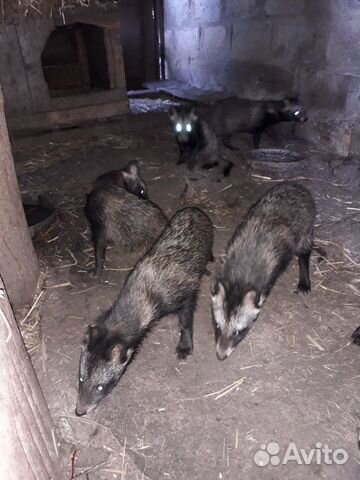 Енотовидная собака