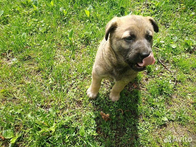 Щенки 2 месяца