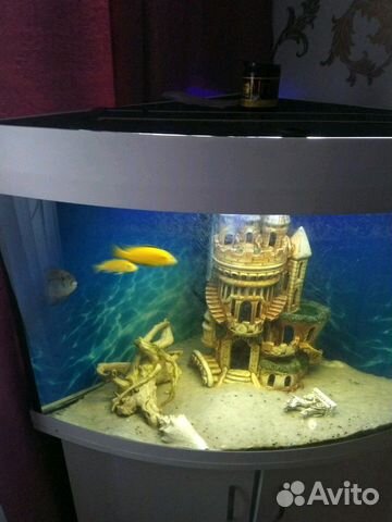 Рыбки аквариумные