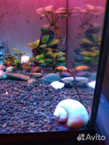 Аквариум