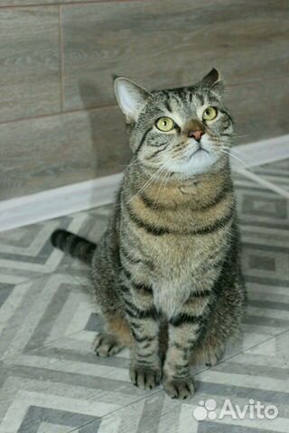 Возьмите котика