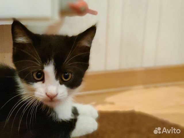Котенок в хорошие руки, мальчик
