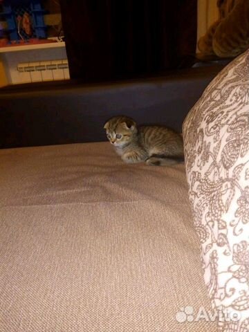 Котята британцы