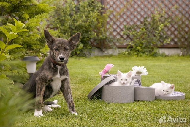 Щенок Куся 3 мес. стерилизована и привита,привезу