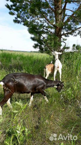 Козочки молодые на племя