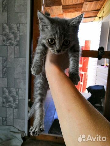 Возьмите себе пушистое счастье