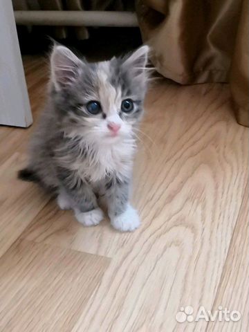 Котенок в добрые руки