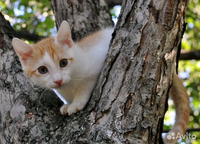Рыже-белые мальчики котята в добрые и ответственны