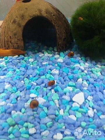 Улиточки для аквариума