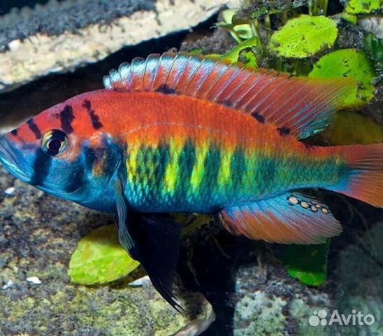 Продаю ярких цихлид