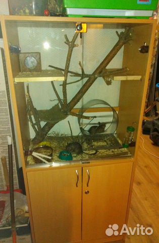 Чилийские белки дегу (домашние тушканчики) в витри