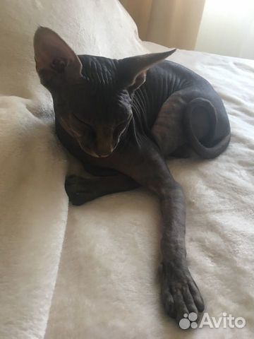 Сфинкс на вязку