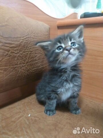 Котята мейн-кун