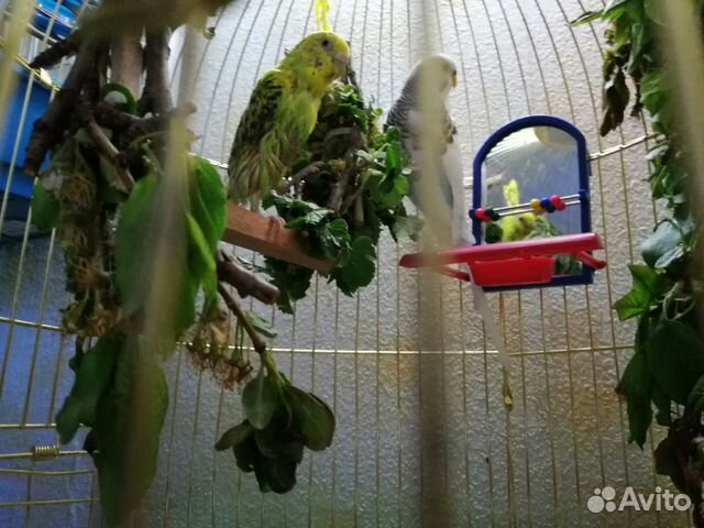 Волнистые попугаи