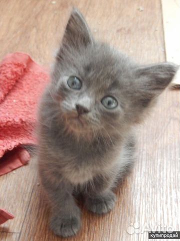 Гоша и Ромка