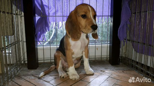 Отдам бигля