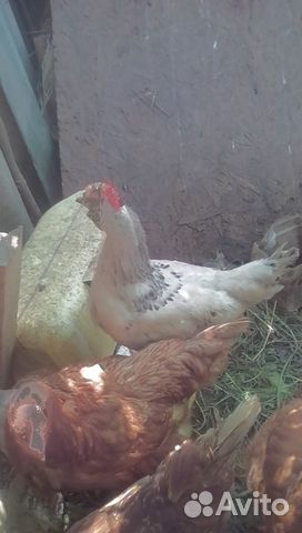 Продам петухов порода адлерская серебристая 5 мес