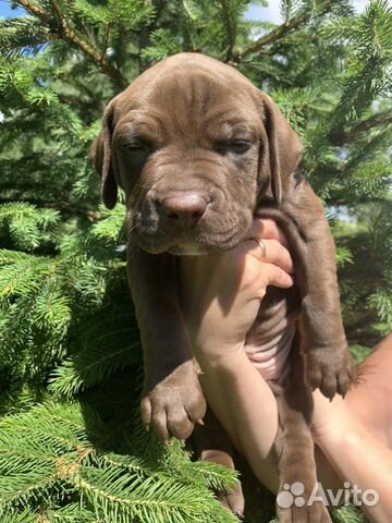 Шикарный щенок Прайтера