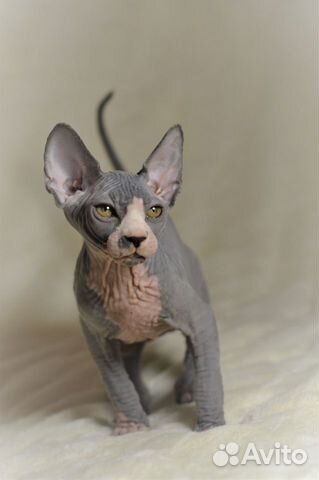 Зеленоглазый мальчик