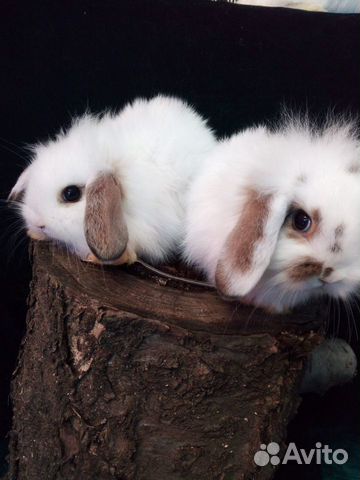 Миниферма карликовых кроликов "Лапик"