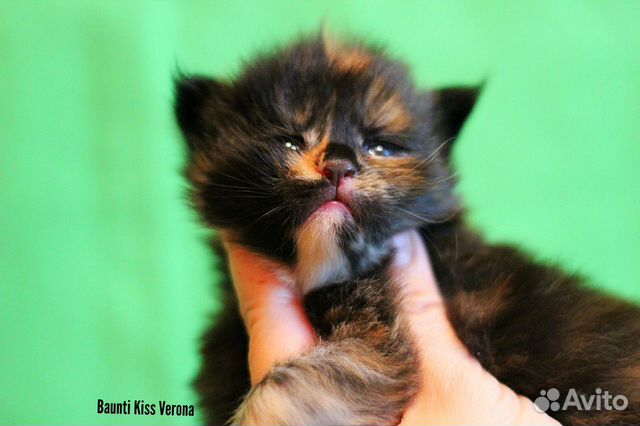 Мейн-кун котёнок (питомник)