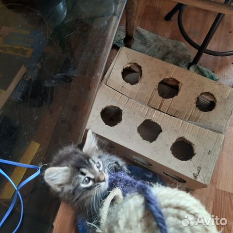 Котомальчик пушистик 1.5 мес
