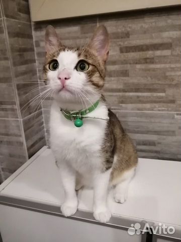 Котик 1,5 года Сева в добрые руки