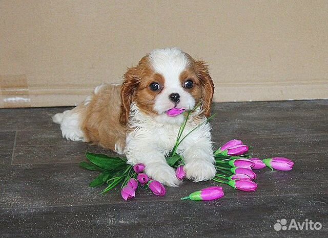 Щенки Кавалер кинг Чарльз спаниеля
