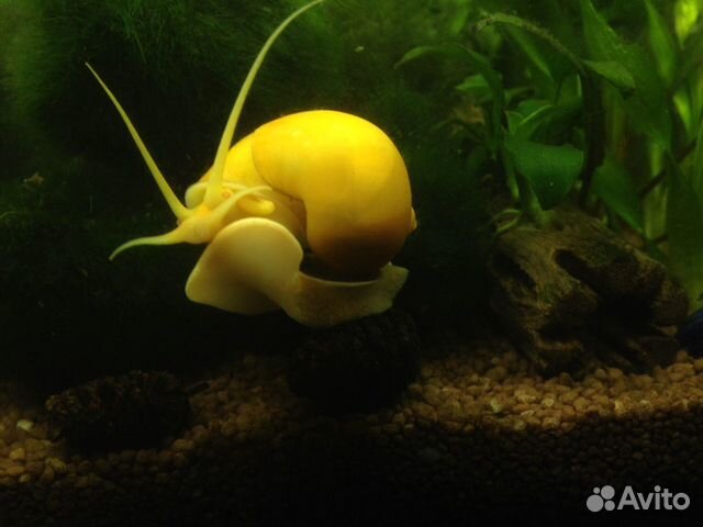 Улитка ампулярия