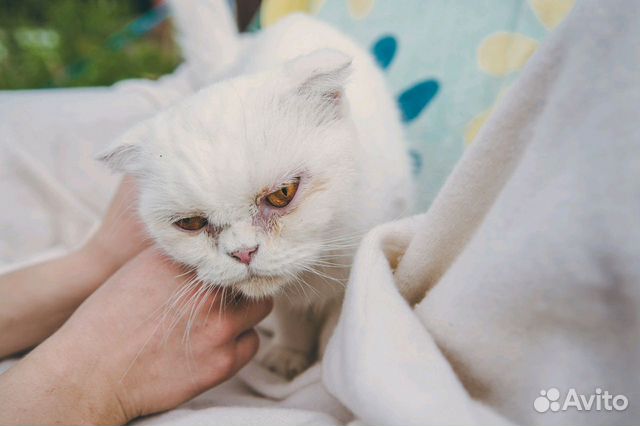 Вислоухая британка в дар