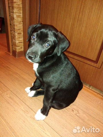 Метис Коне корсо