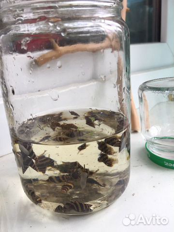 Хищная улитка Хелена