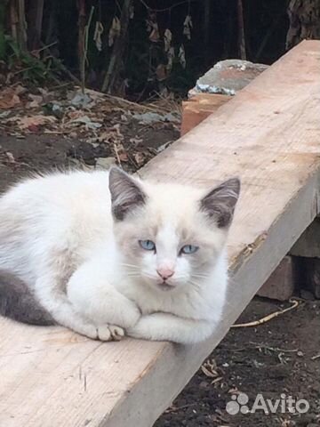 Котята умницы-красавицы