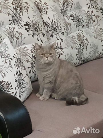 Отдам кота 3года в хорошие руки, бесплатно