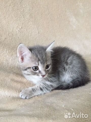 Шотландские котята