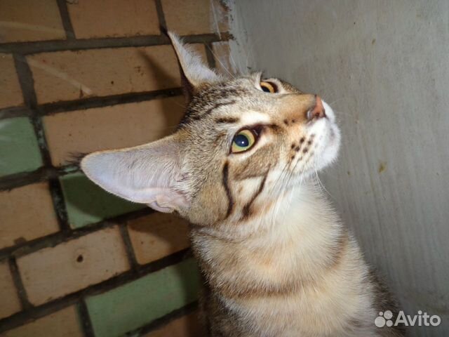 Интересный котик