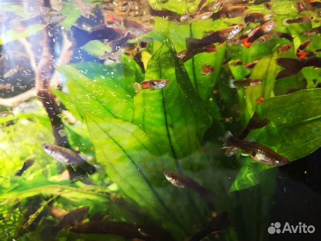 Гупи эндлера