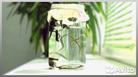 Пиявки гирудо сертифицированные