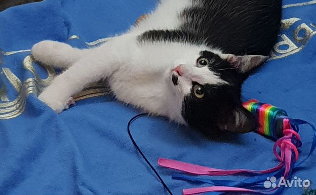 Котенок с мушкой ищет дом