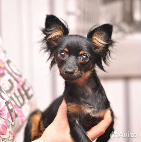 Подрощенная девочка, документы РКФ