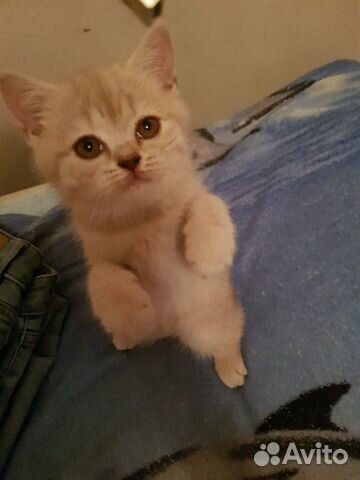 Шотландский котенок
