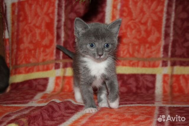 Мишелька ищет ответственных мам и пап