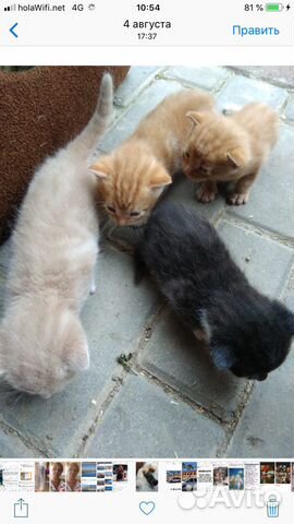 Котята от Элитной Кошечки