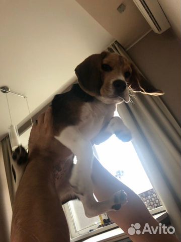 6 месяцев Бигль с документами, очень активный. Для