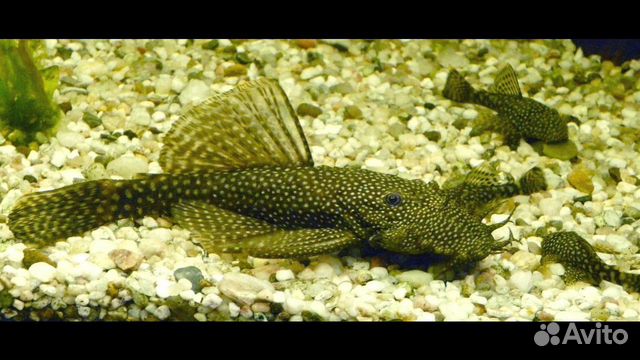 Мальки Анциструса(Присоска)