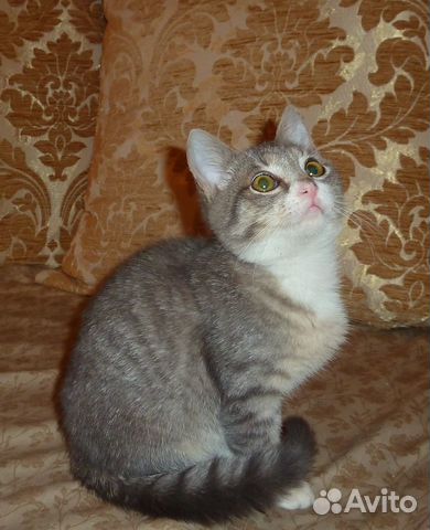 Принцессе нужны подданные